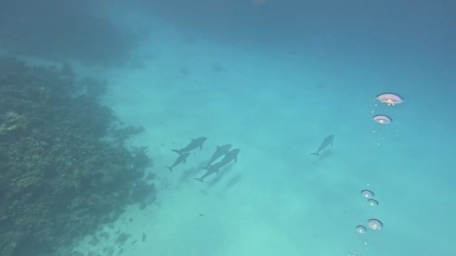 дельфины, дайвинг в Хургаде, дайвинг в Египте, дайвинг в Красном море