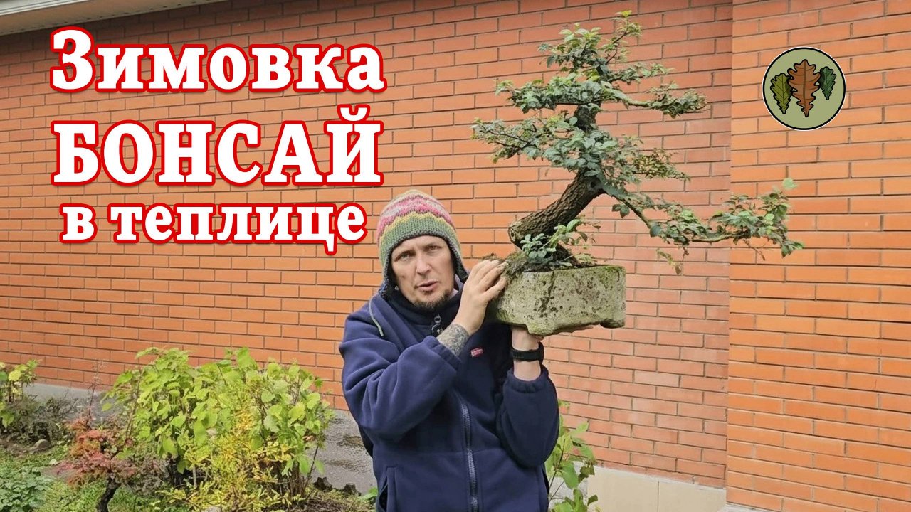 Зимовка бонсай в глубокой теплице