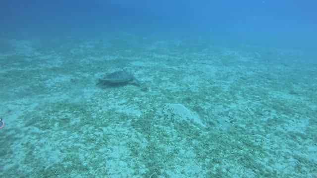 черепаха, дайвинг в Каш, Турция