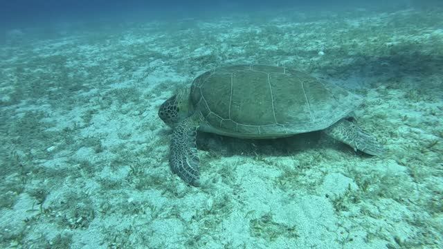 черепаха, дайвинг в Каш, Турция