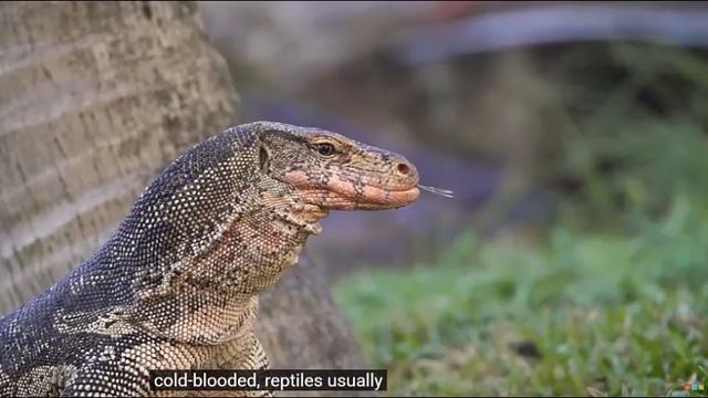 Amphibians – Life in Two Worlds