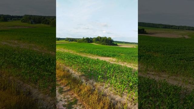 Сказка про психояйцо или яйцо с паралельных галактик