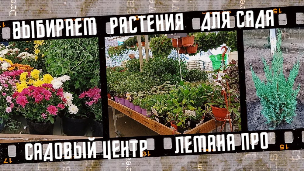 Лемана ПРО, выбираем растения для сада.