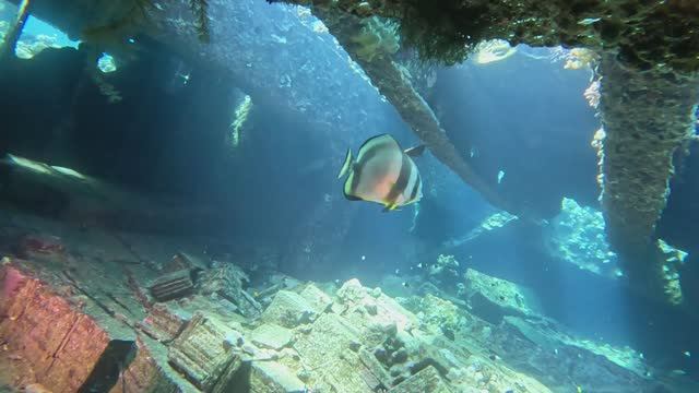 Абу нухас, Marcus, wreck inside, дайвинг в Хургада, дайвинг в Египет