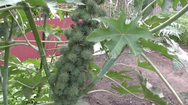 Клещевина зеленая осенью