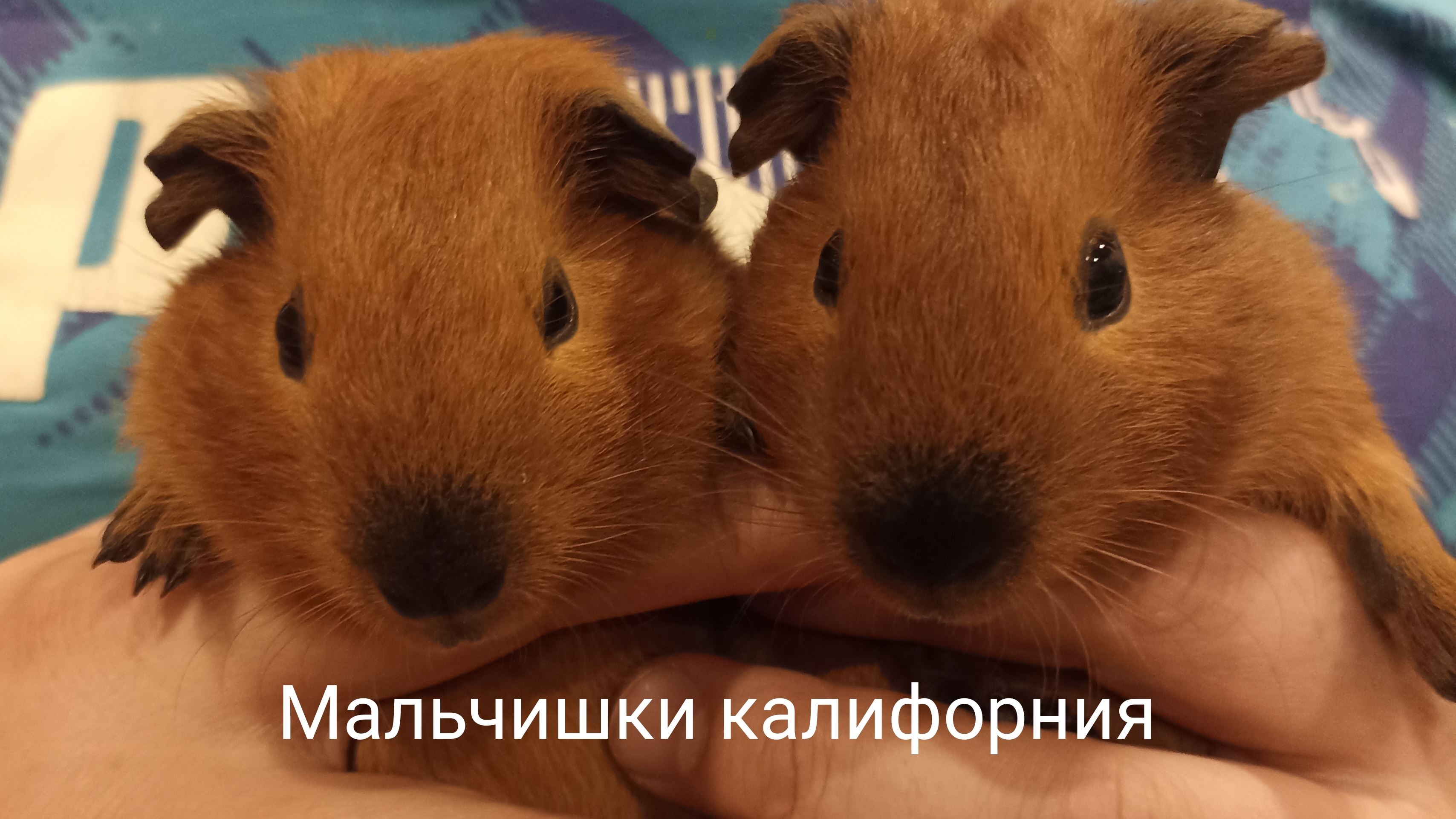 Морские свинки Калифорния мальчики