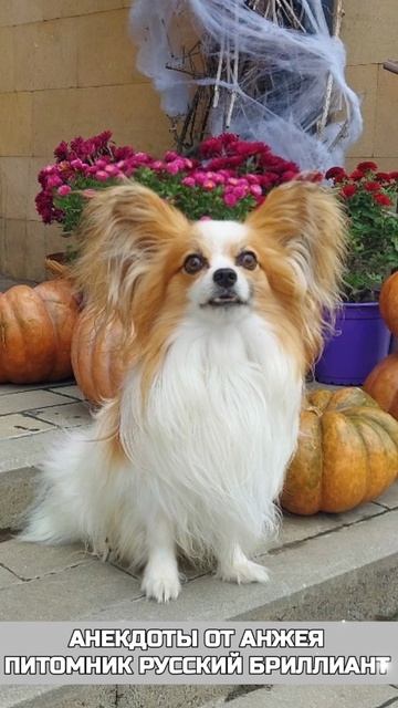 Анекдоты от Анжея 35