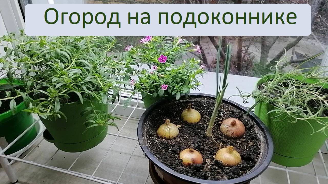 Выгонка пера лука на подоконнике