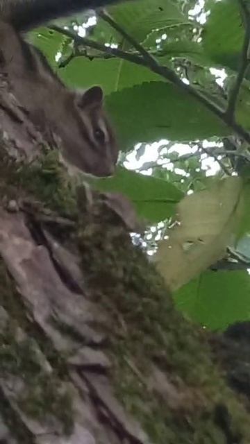 Рас бурундук ,два бурундук.