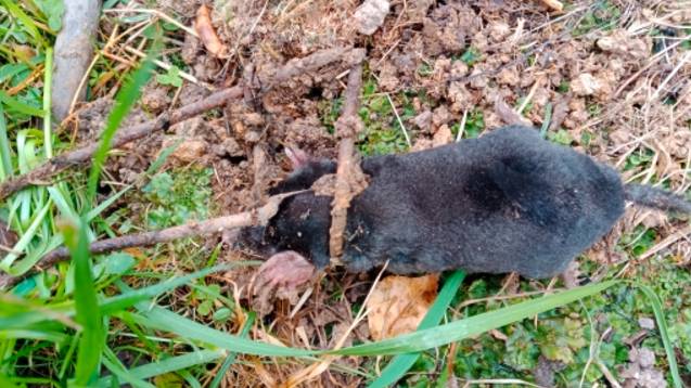 Борьба с кротами на дачном участке