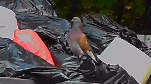 Красивый голубь на помойке. Стабилизация, улучшение палитры красок 508225817