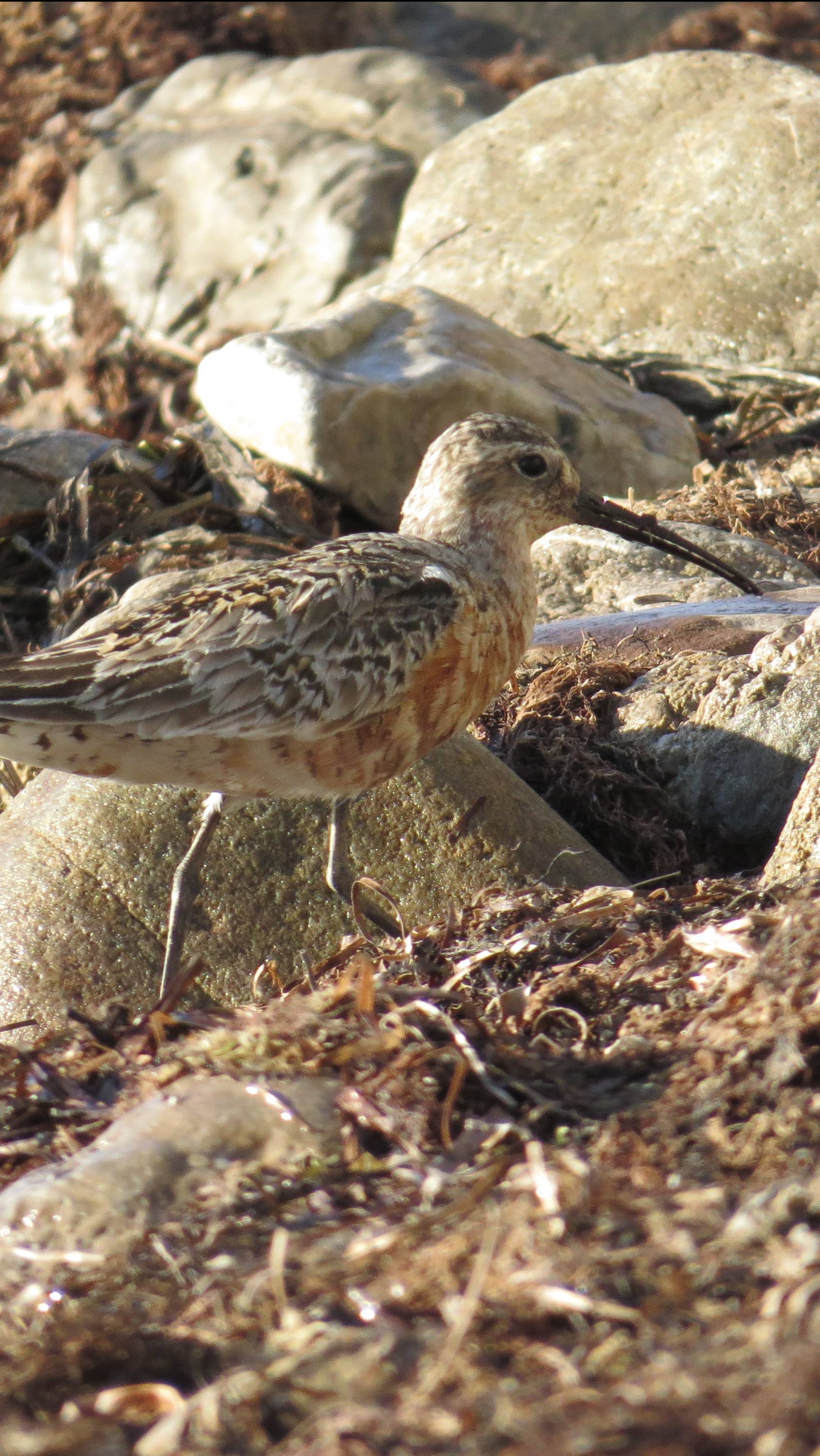 Краснозобик у моря.