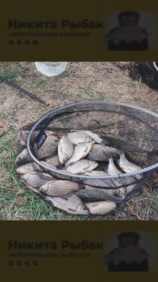 Крупные караси на флэт и фидер!