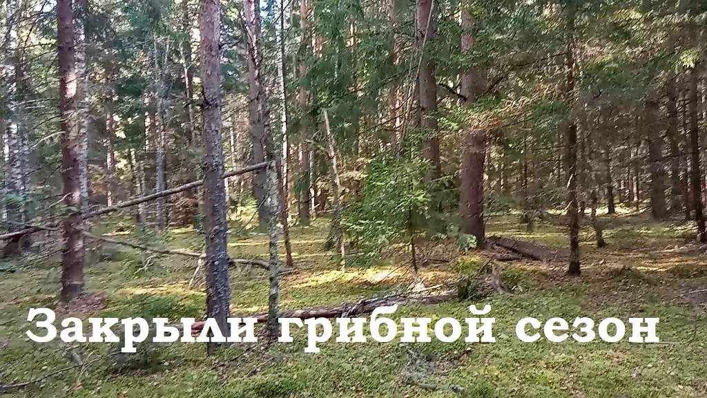 Закрыли грибной сезон