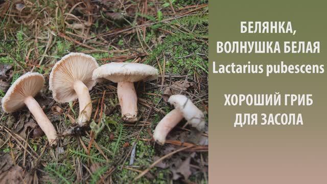 Белянка, Волнушка белая - хороший гриб для засола. Lactarius pubescens