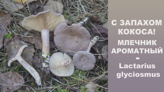 С запахом кокоса! Млечник ароматный - Lactarius glyciosmus