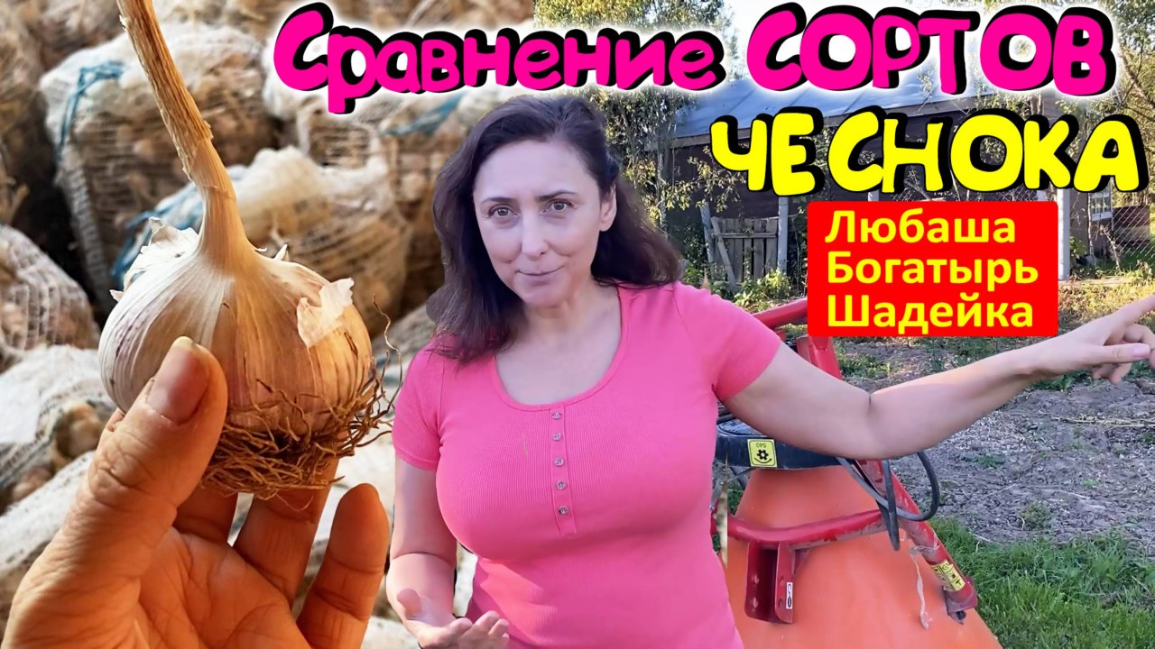 Сравнение - 3 сорта чеснока Богатырь, Любаша, Шадейка