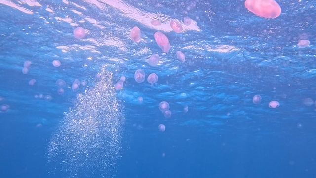 дайвинг в Хургада; дайвинг в Египте; медузы