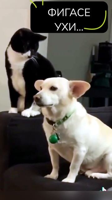 ОНИ НЕПОДРАЖАЕМЫ...подписывайтесь на канал, чтобы не пропустить свежие видео!