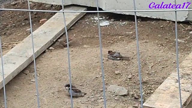 ЧИСТЯТ ПЁРЫШКИ МУЖИКИ) / Сухое купание