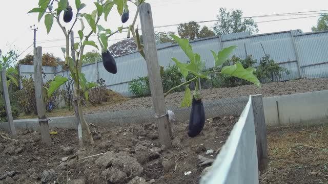 6 соток 26-28  сентября 2025 г. Баклажаны и перцы продолжают плодоносить.