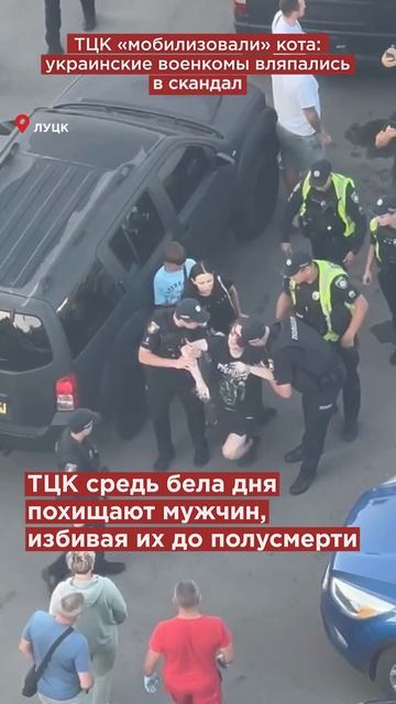 ТЦК «мобилизовали» кота: украинские военкомы вляпались в скандал