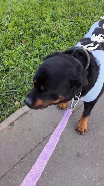 #Shorts Ветклиника  Операция Шельке#ветклиника#животные#ротвейлер