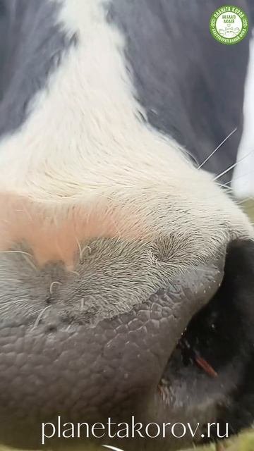 Если вас сегодня еще не понюхала корова — не беда! Исправляем через экран 🐮💚 Пуньк