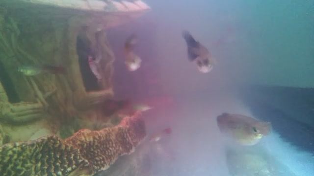 Утопил web камеру