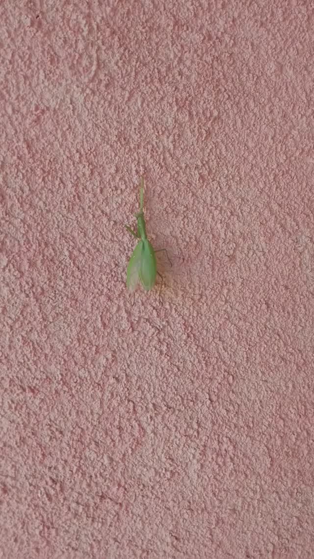 Бесстрашный Богомол!