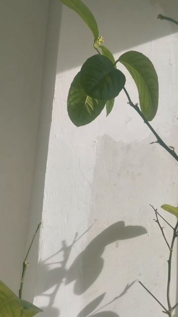 второе плодоношение моего лимонного дерева 05 10 2025