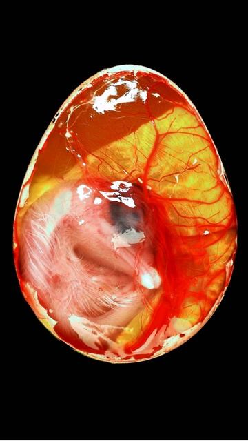 Как появляются цыплята на птицефабрике?