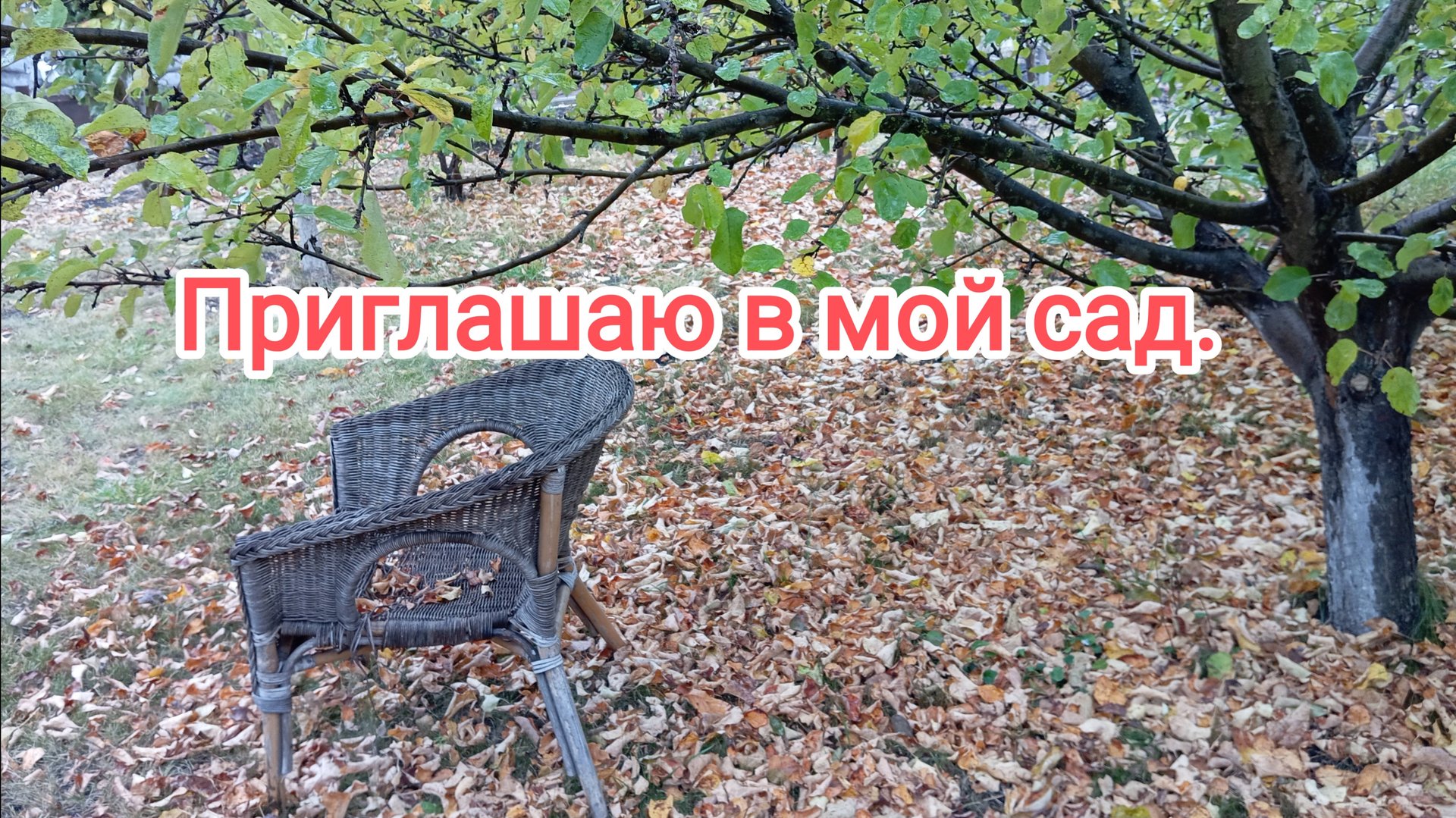 Приглашаю в мой сад.