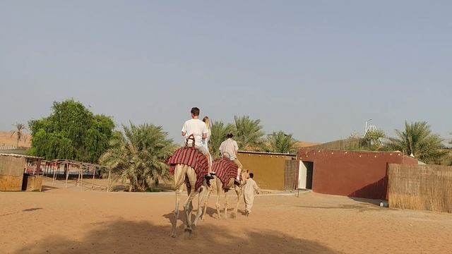 ОАЭ Катание на верблюде 🐫 19.09.2025