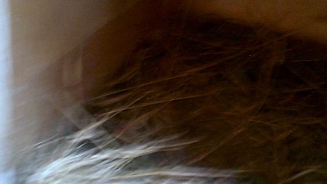 Обзор куриного урожая 6 октября 2025