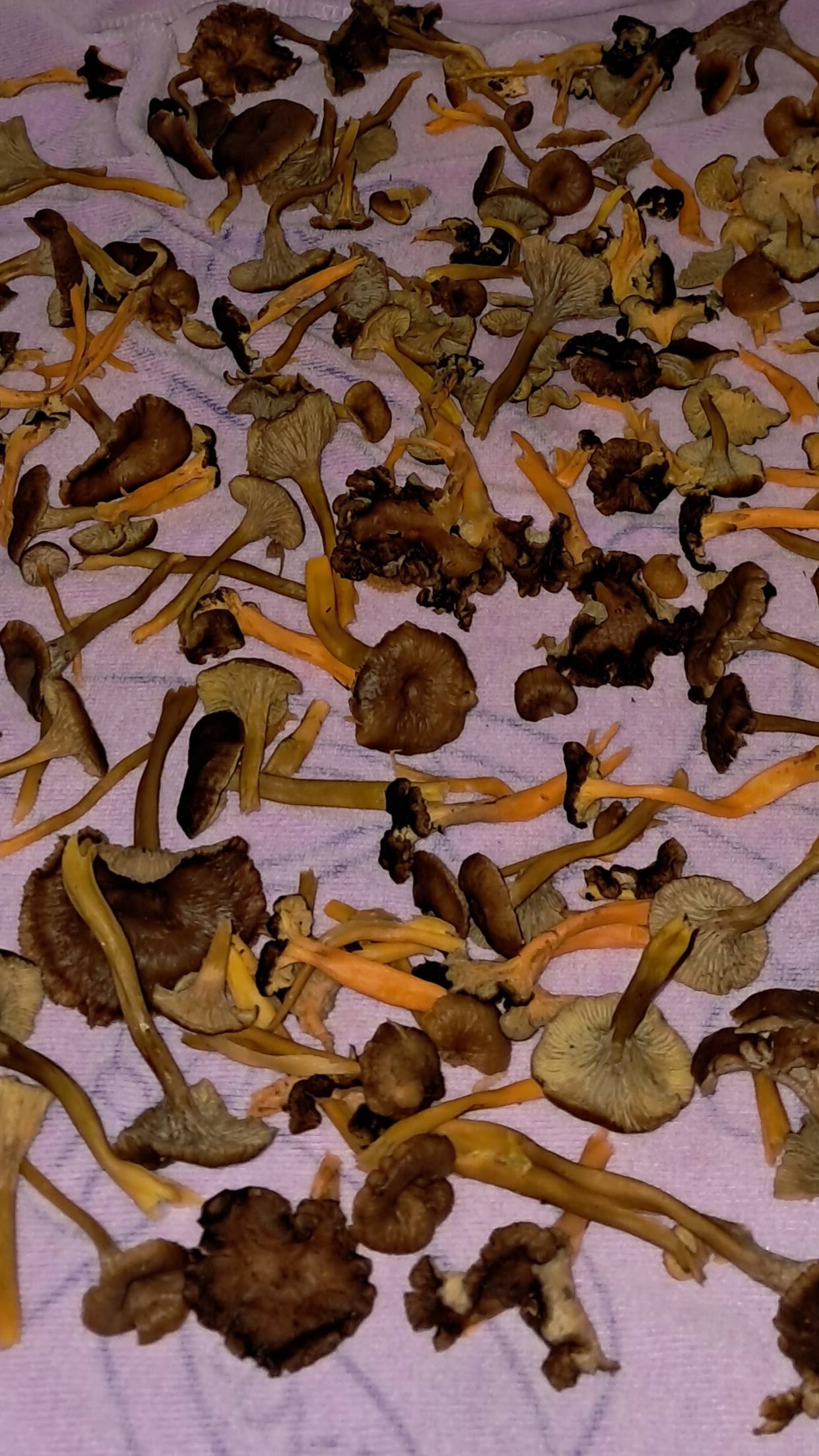 Что растет в Шведском лесу в октябре? Осенние лисички очень популярные грибы в Швеции.