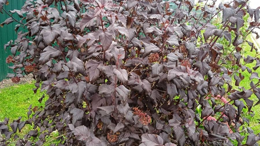 Пузыреплодние калинолистный: что нужно знать для успешного выращивания