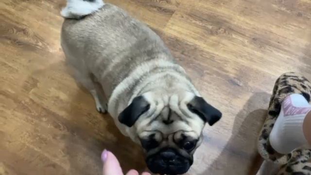 МОПС ГАДИТ,ГДЕ ПОПАЛО (подстава)