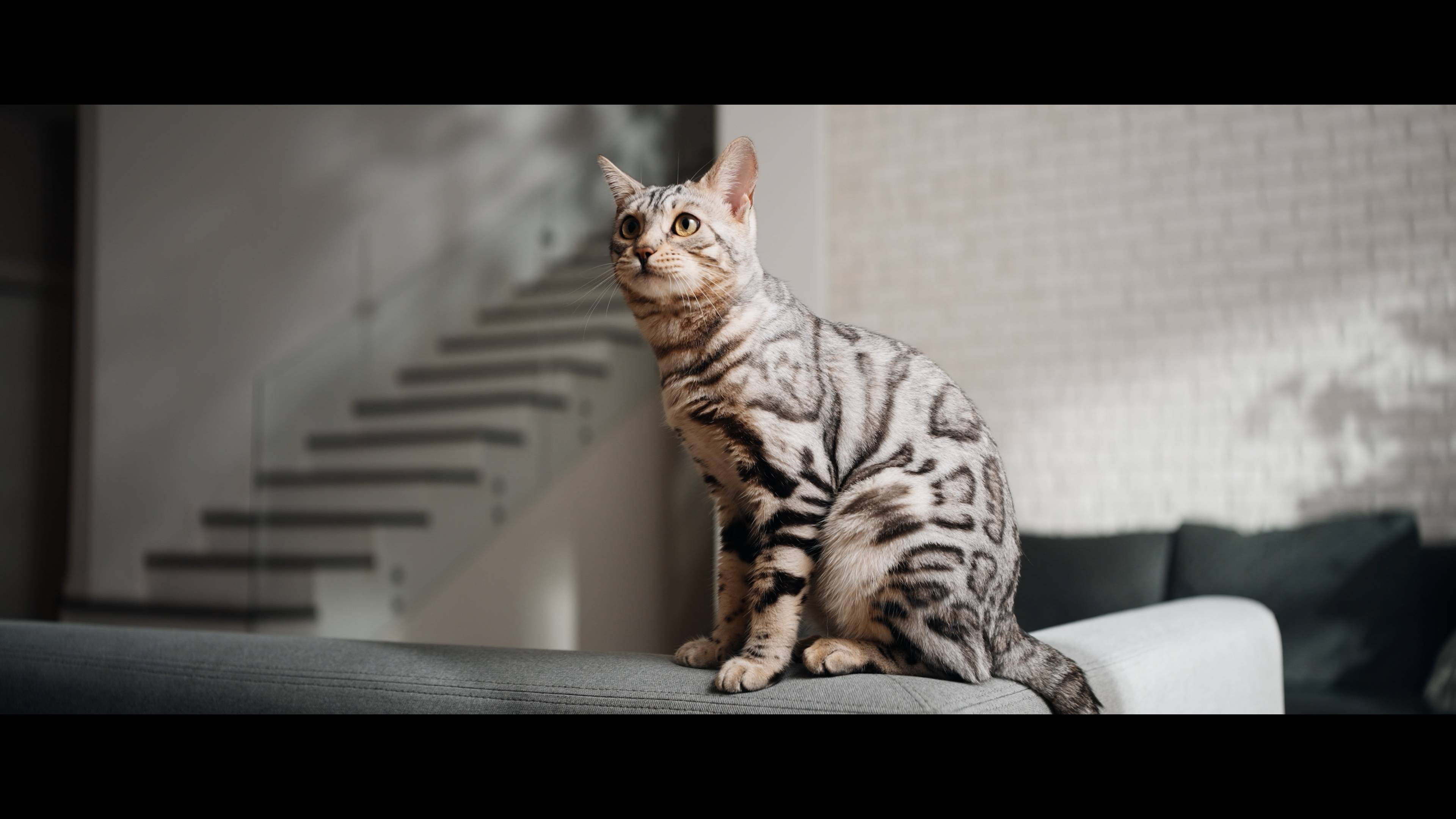 Реклама премиум корма для кошек Marly & Molly