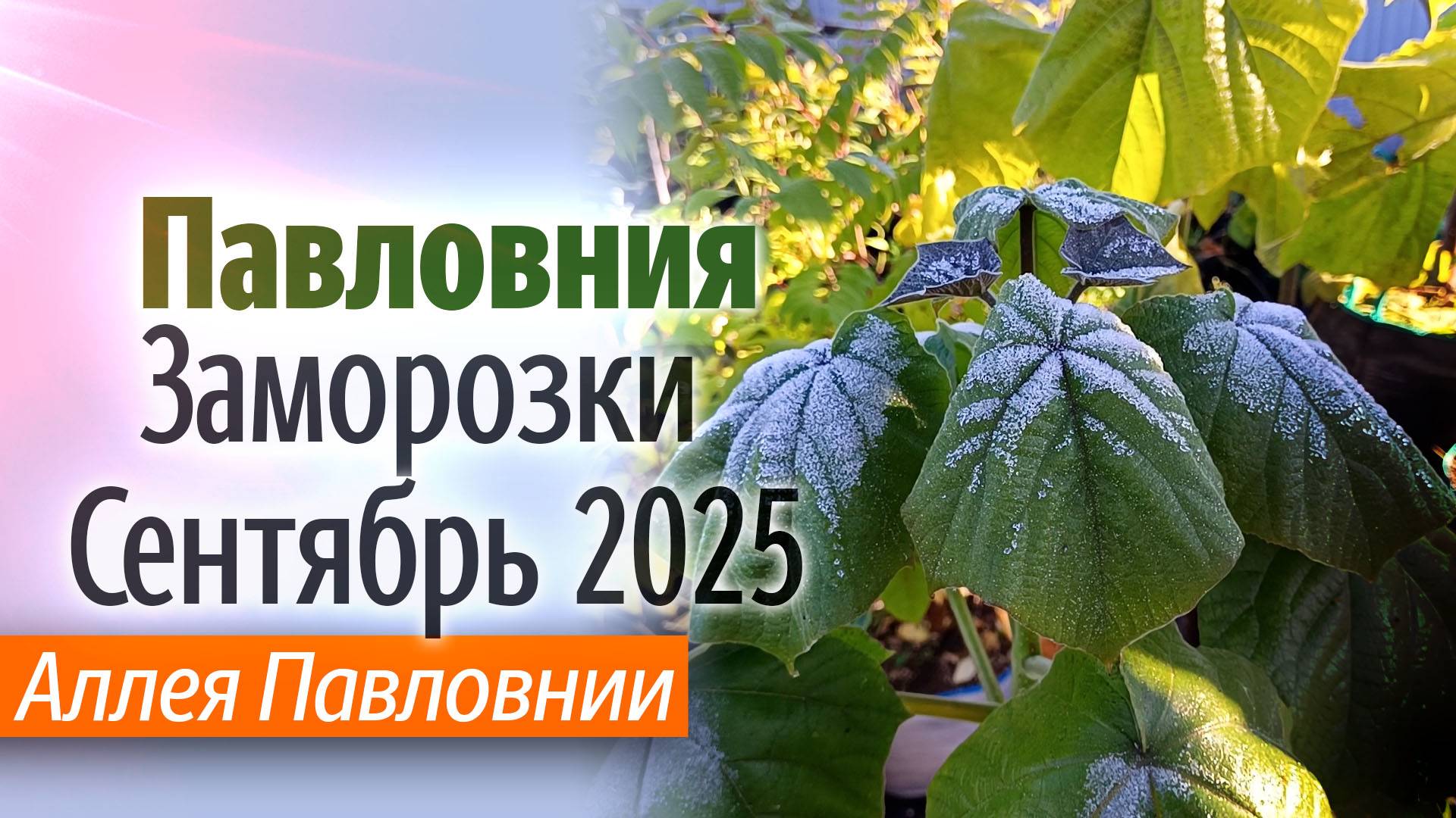 Аллея Павловнии Результаты заморозка с 29 по 30 сентября 2025 года