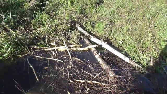 Охота на бобра