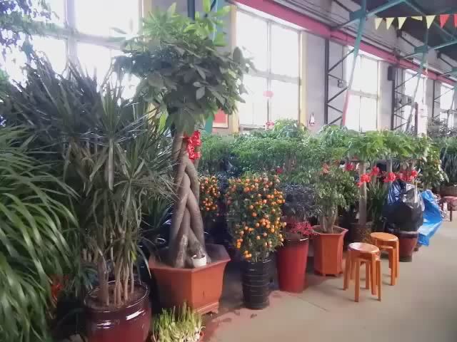 Цветочный рынок в Даляне