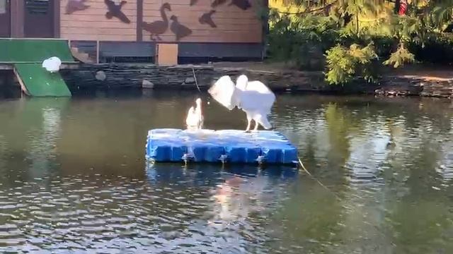 Прогулка по Курорту "Охта Парк" в Ленинградской области, октябрь 2025