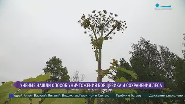 Учёные нашли способ уничтожения борщевика Сосновского