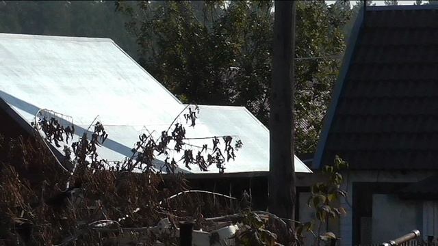 Кошка на дереве и сорока с перебитым крылышком