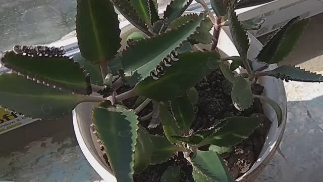 Каланхоэ. Лечебные свойства и противопоказания