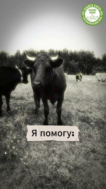 🎂 Сегодня у нас праздничный день! Четыре года исполняется красавцу Ангаде.