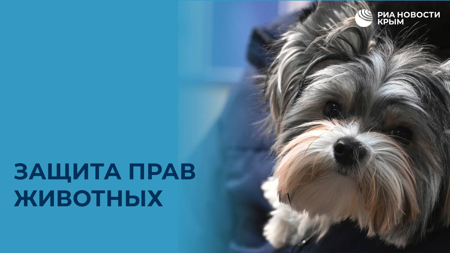 Защита прав животных