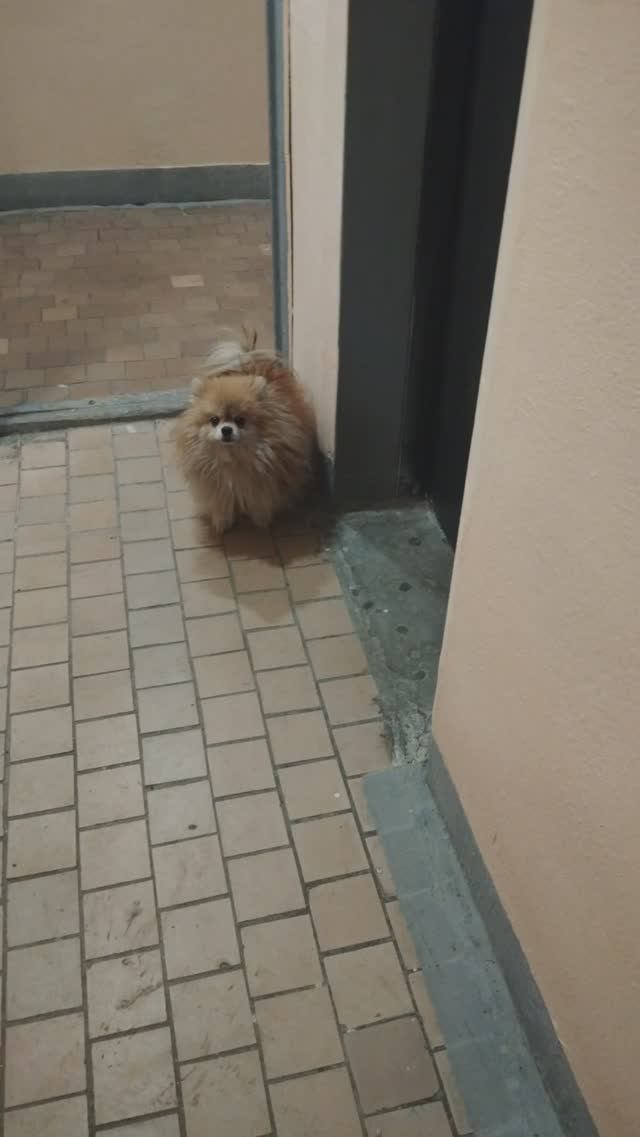 Мы идём гулять с собакой! | 8-окт-2025, 4