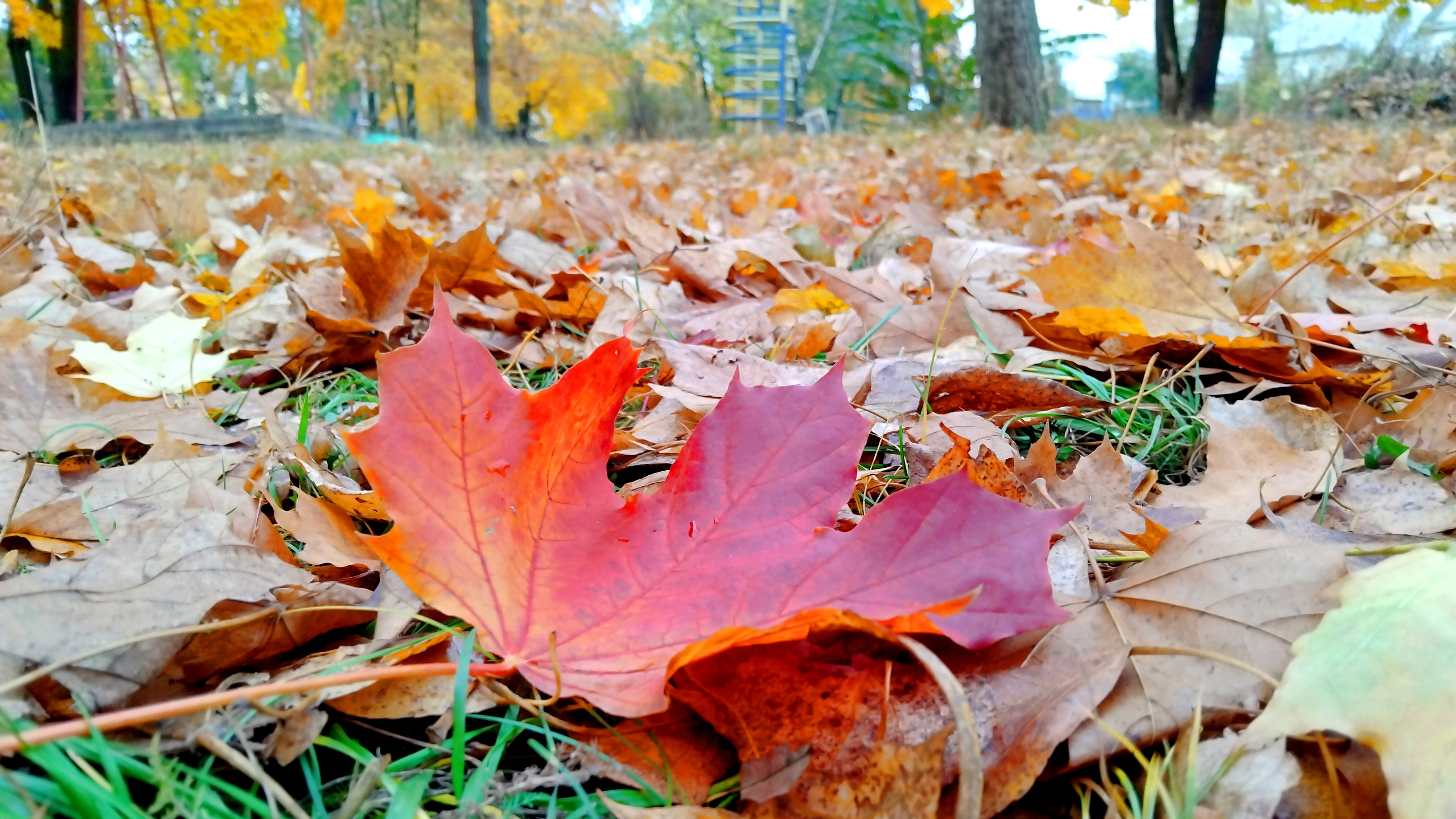 КРАСКИ ОСЕНИ (Солотча)